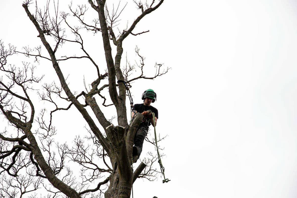 Commercial Tree Services • MG Tree Surgery Cambridge