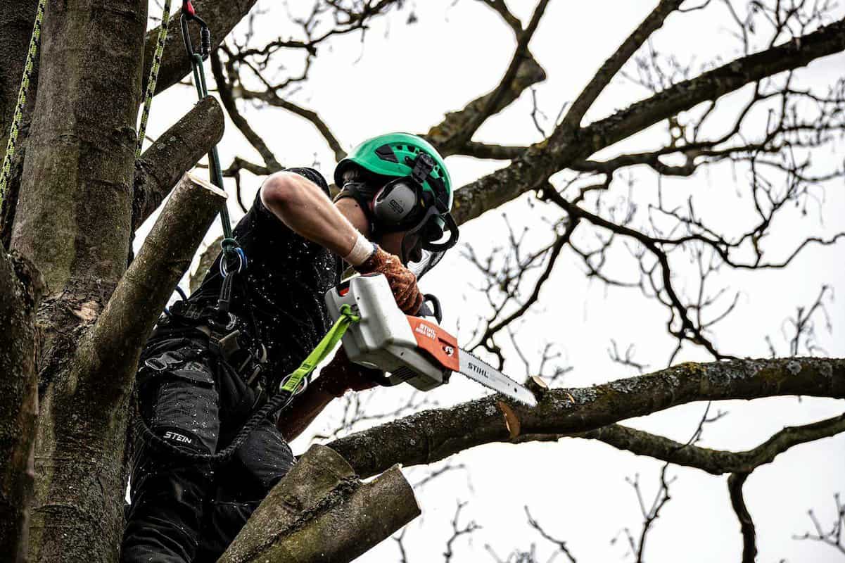 Commercial Tree Services • MG Tree Surgery Cambridge