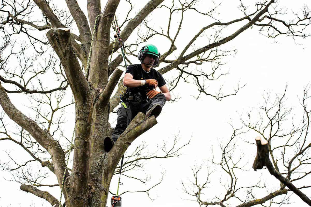 Commercial Tree Services • MG Tree Surgery Cambridge