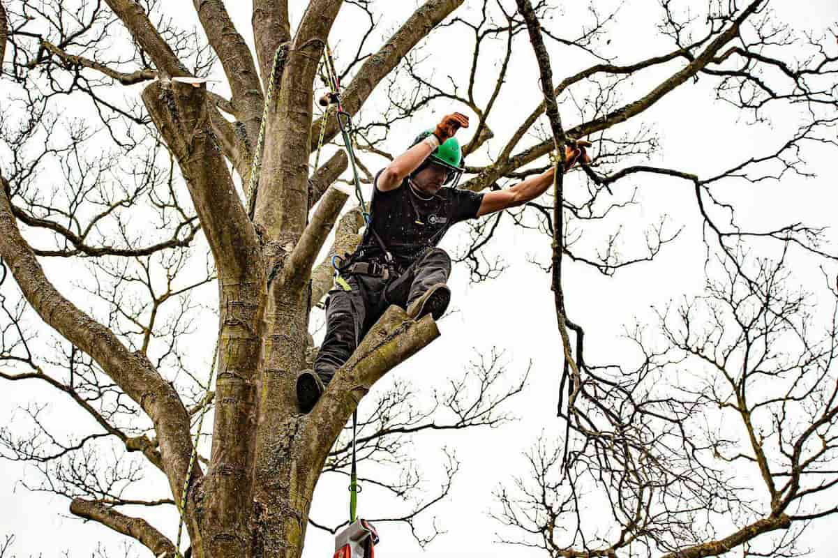 Commercial Tree Services • MG Tree Surgery Cambridge