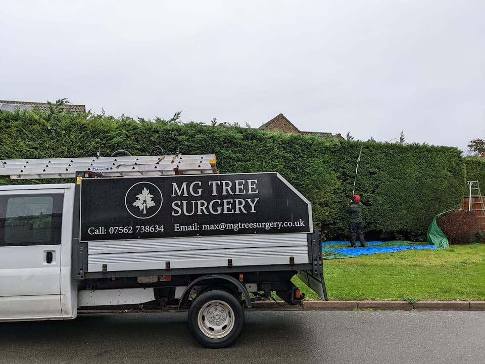 Leylandii Hedge Trim and a Sycamore Pollard