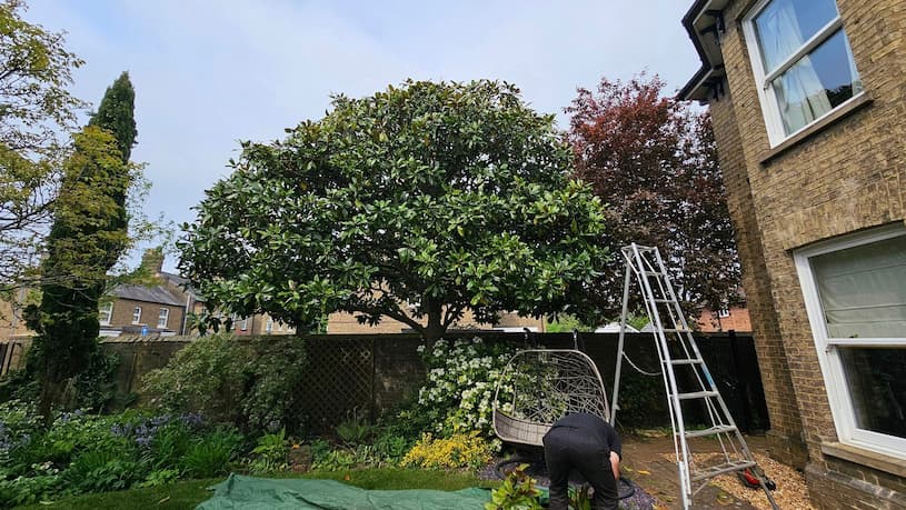 Pruning a Magnolia Grandiflora